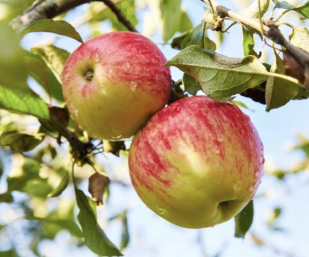 Column: 'Lekker wijf' - AALSMEERVANDAAG